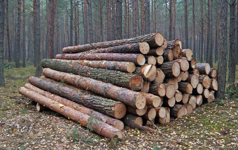 Wood piles stock photo. Image of background, forestry - 27724110