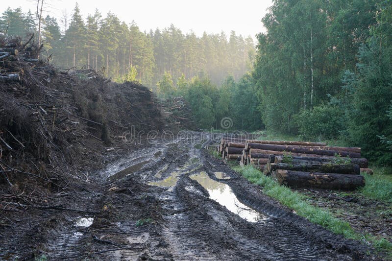 Wood Piles in the Forest for Chipping into Wood Chips Stock Image ...