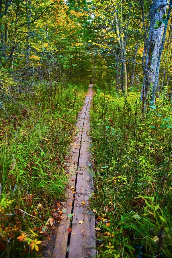 Wood Plank Boardwalk Path or Trail through Green Forest with Creepy ...