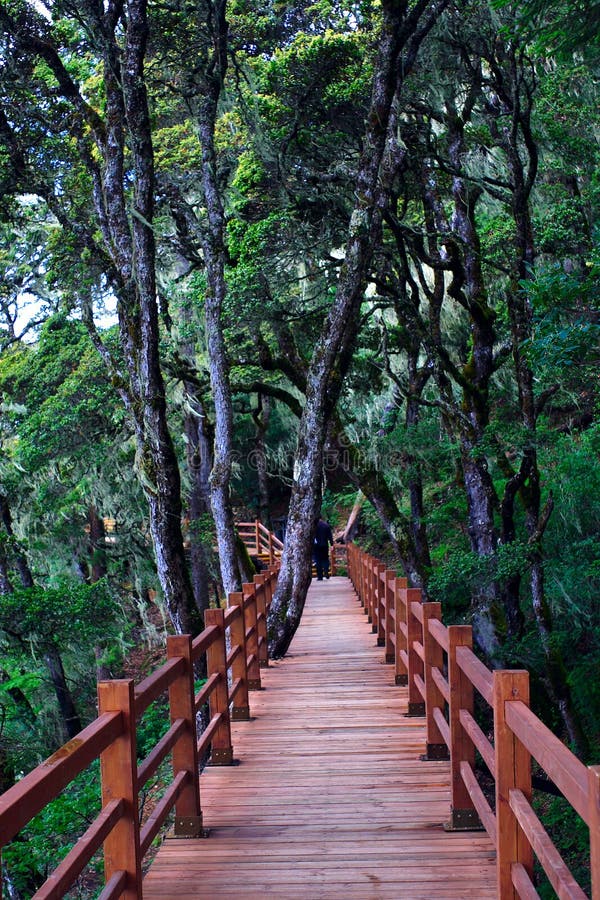 Wood Plank Road through the Forest Stock Photo - Image of yunnan, wood ...