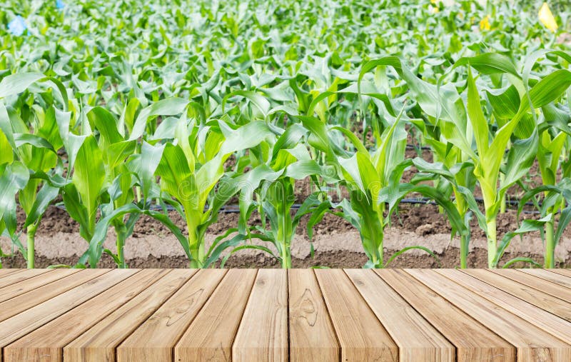 Wood Plank on Young Corn Field with Drip Irrigation Stock Photo - Image ...