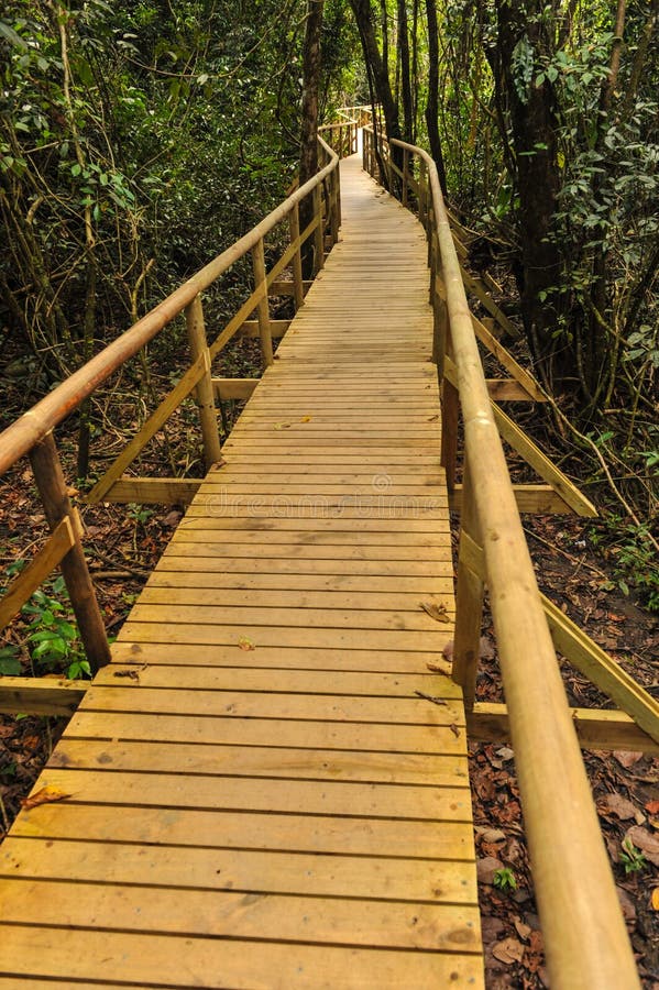 Wood Platform Trail through the Rain Forest Stock Photo - Image of ...