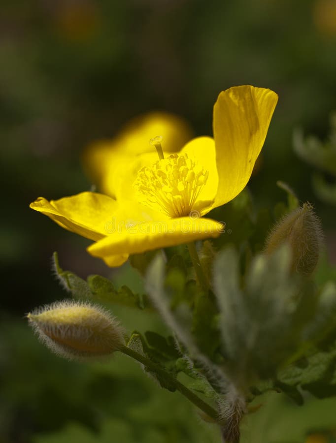 Wood Poppy - Stylophorum Diphyllum Stock Photo - Image of beauty ...