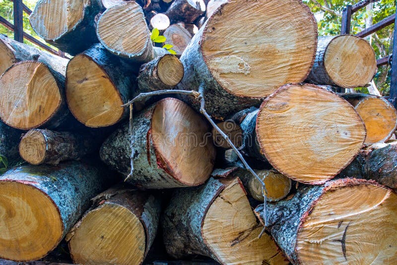 Wood preparation stock photo. Image of harvest, deal - 41437758
