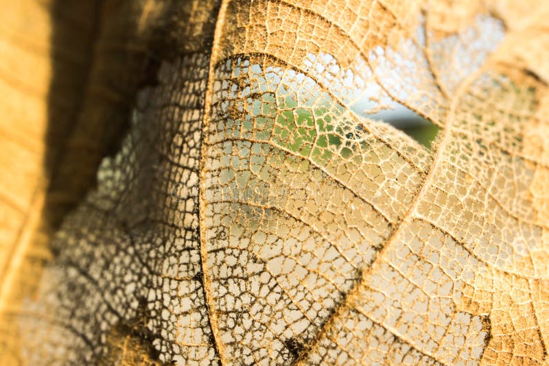 Wood Pulp from Dried Leaves. Stock Image - Image of line, pulp: 87358983