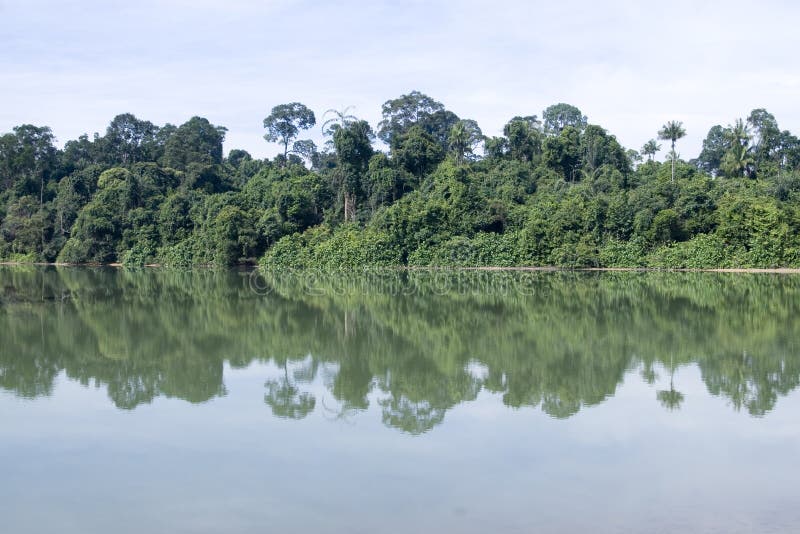 Wood in reflection stock image. Image of clean, pure - 28634153