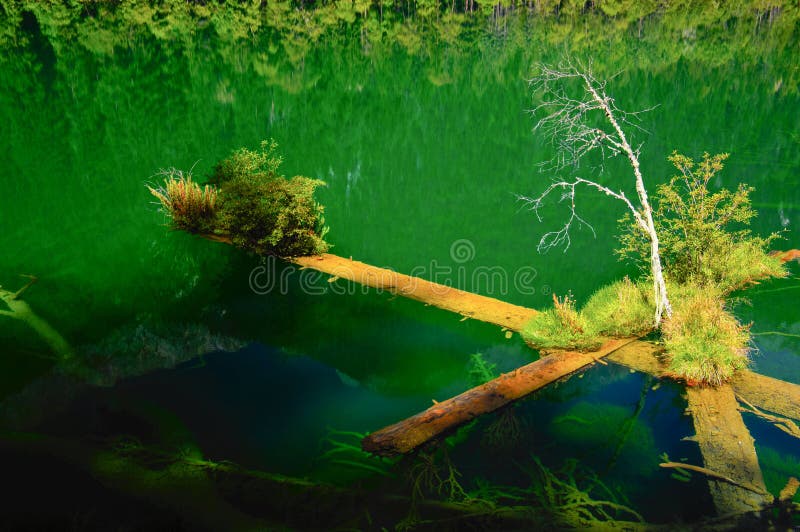 Wood in reflection stock image. Image of clean, pure - 28634153