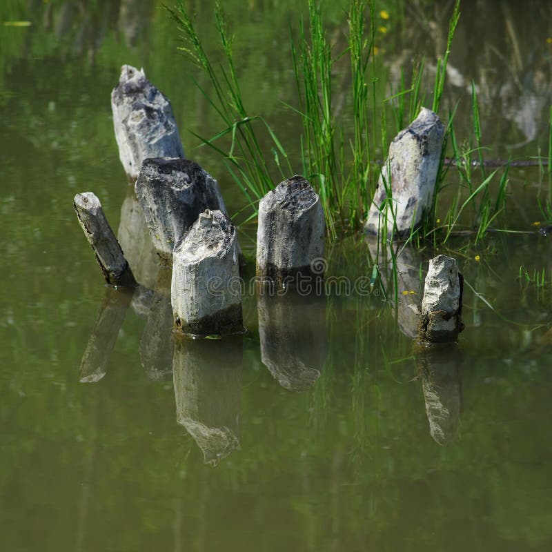 Wood Reflection in the Moss Stock Photo - Image of reflection, morning ...