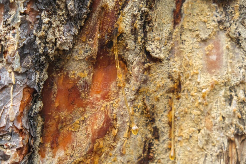 Wood Resin Coming Out of Wood. Tree Sap Coming Out of Pine Tree. Resin ...