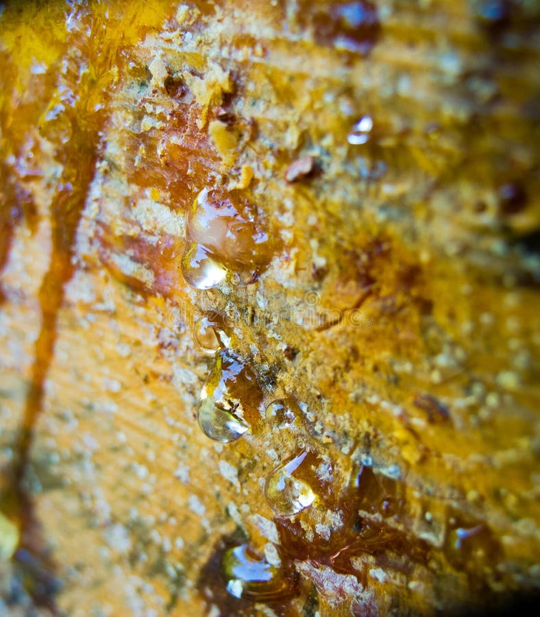 Wood resin stock photo. Image of material, plant, nature - 35482532