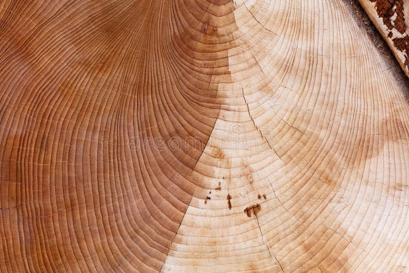 Wood Cut Ring in Circle Texture Stock Image - Image of detail, rough ...