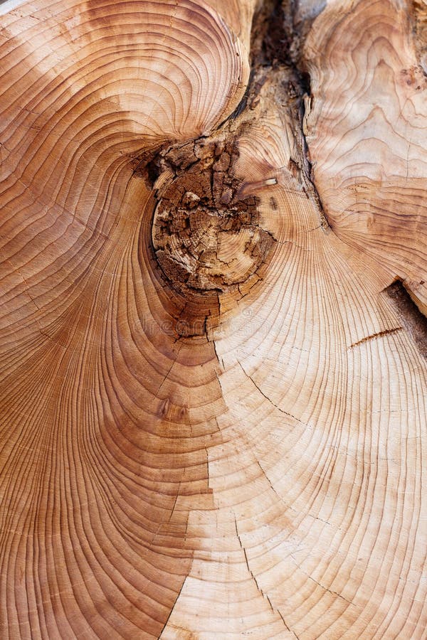 Wood Cut Ring in Circle Texture Stock Image - Image of detail, rough ...
