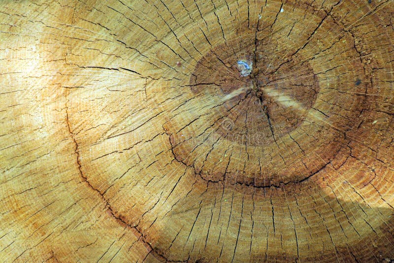 Wood ring texture stock image. Image of textured, texture - 231808191