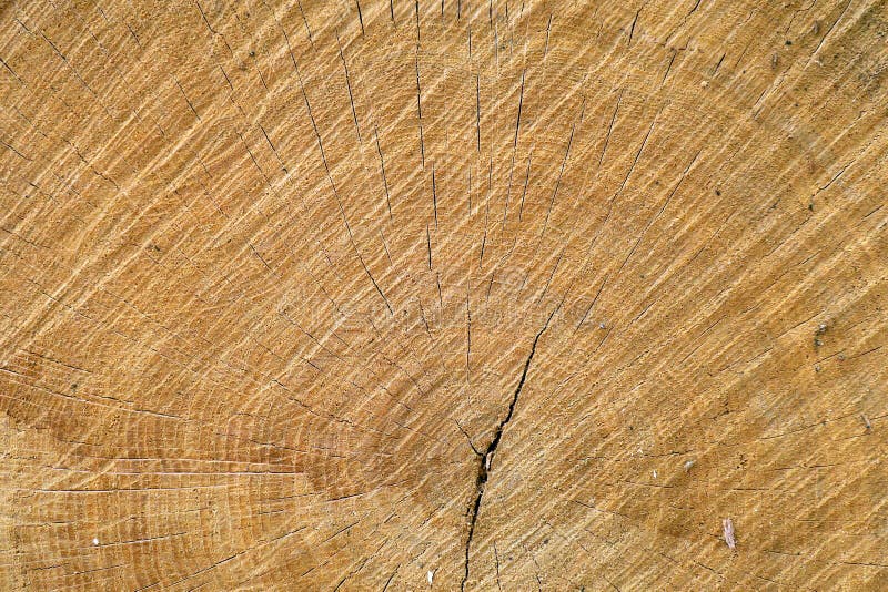 Wood ring texture stock photo. Image of wood, trunk - 231808198