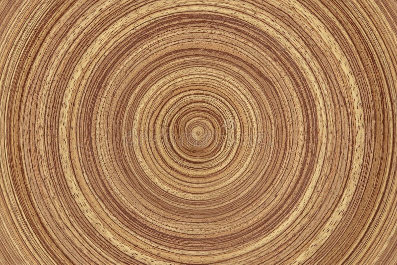 Tree ring. log. wood. stock photo. Image of aged, history - 19682944
