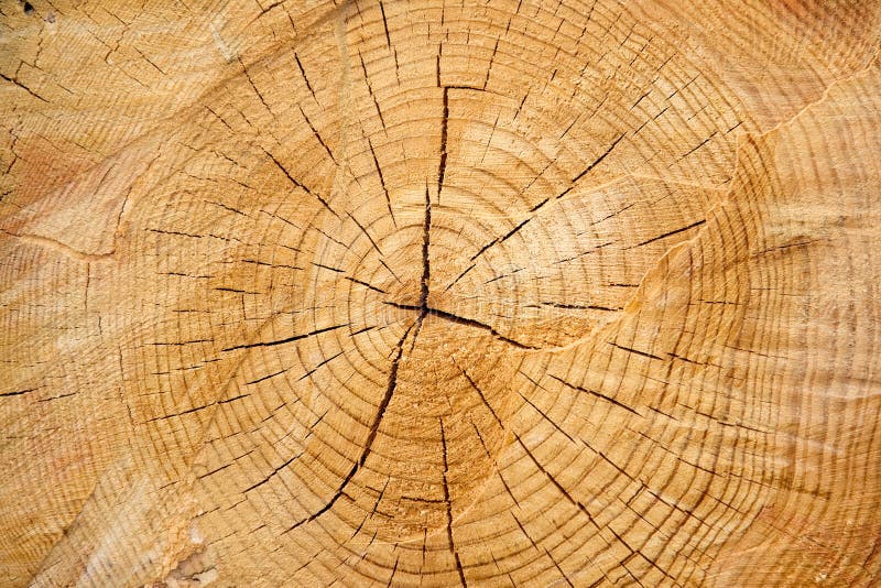 Log Rings stock photo. Image of forestry, lumber, circular - 3141810