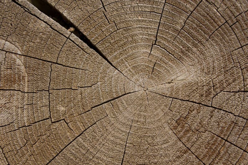 514 Log End Grain Texture Stock Photos - Free & Royalty-Free Stock ...
