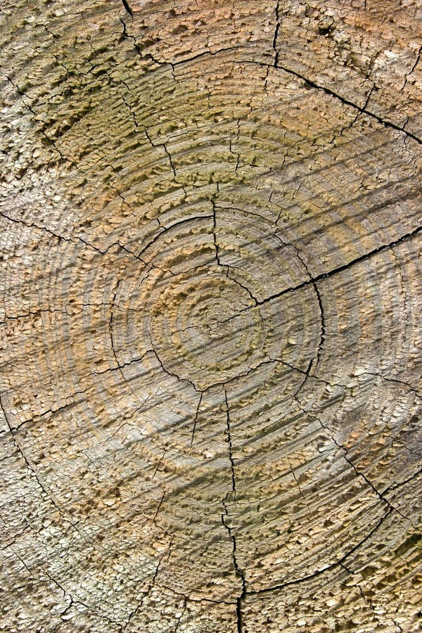 Wood rings texture stock photo. Image of abstract, background - 1483582