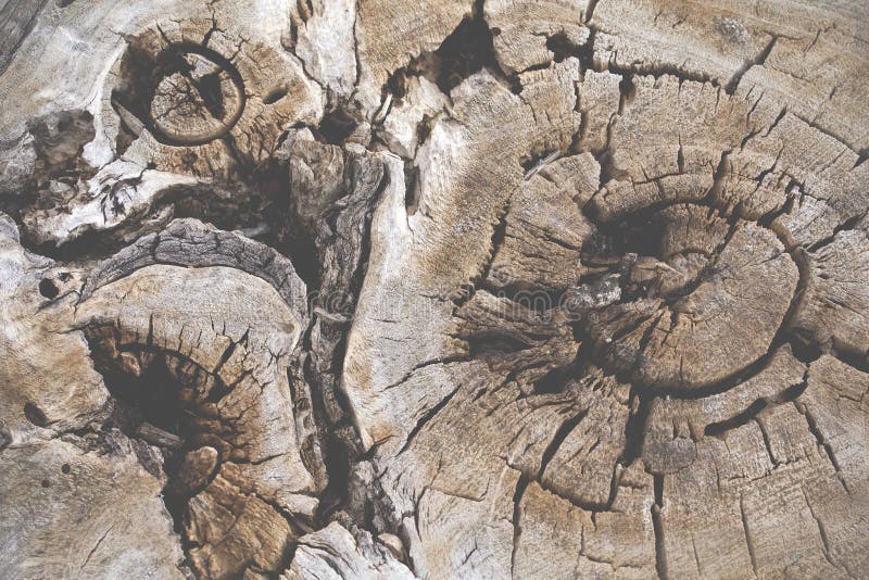 Wood rings in a trunk stock image. Image of teak, brown - 50647379