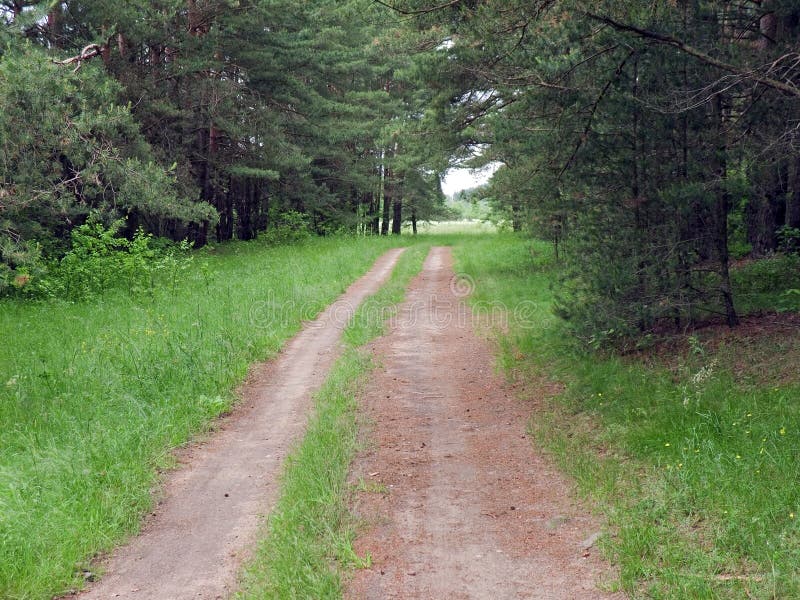 Wood road stock image. Image of road, pines, trees, landscape - 10671569