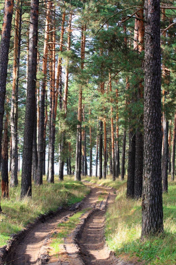 Wood road stock image. Image of summer, colorful, rural - 11262137