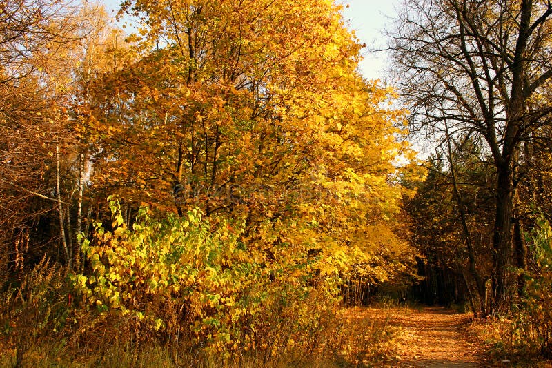 Wood road. stock image. Image of walk, trees, early, landscape - 688329