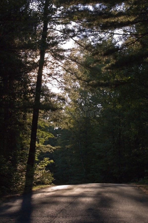 A wood road stock photo. Image of bright, green, colorful - 145509054