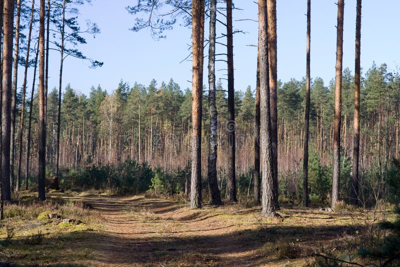 Wood road through wood. stock image. Image of lane, wood - 16930635