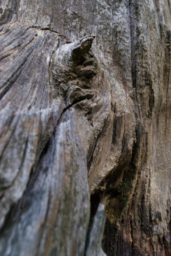 Wood, Root, Structure, Background, Pattern, Nature, Forest, Bea Stock ...