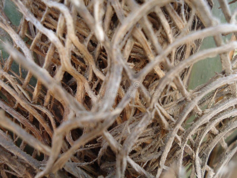 Roots Texture stock image. Image of grunge, detail, light - 31327383