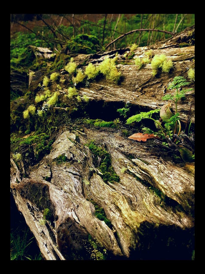 Wood stock image. Image of moss, wood, nature, green - 95119133