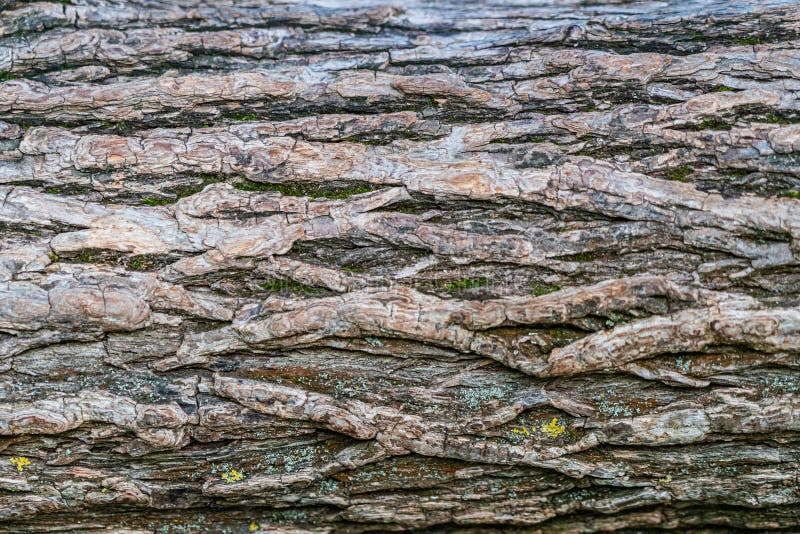 Wood Rough Texture of the Tree Trunk, Texture of Wood Bark Stock Photo ...
