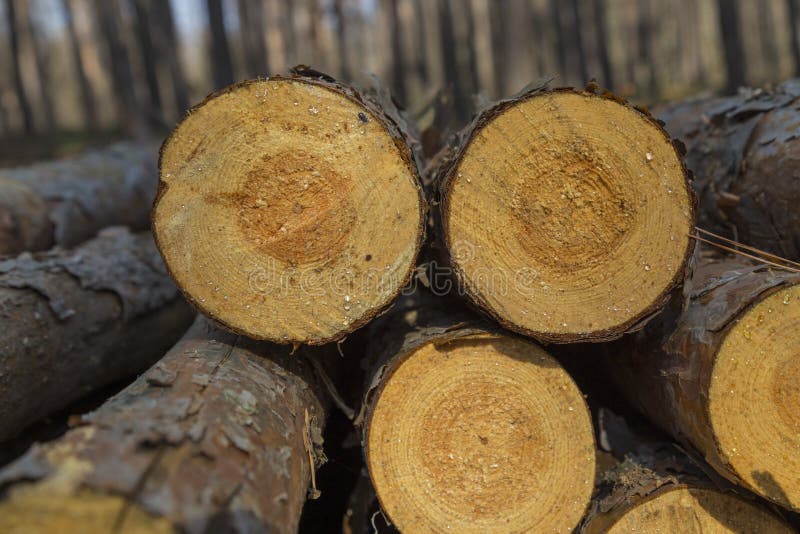 Wood round timber stock photo. Image of forestry, horizontal - 132953508