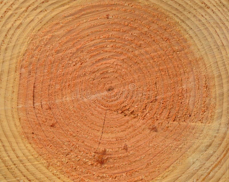 Log Rings stock photo. Image of forestry, lumber, circular - 3141810