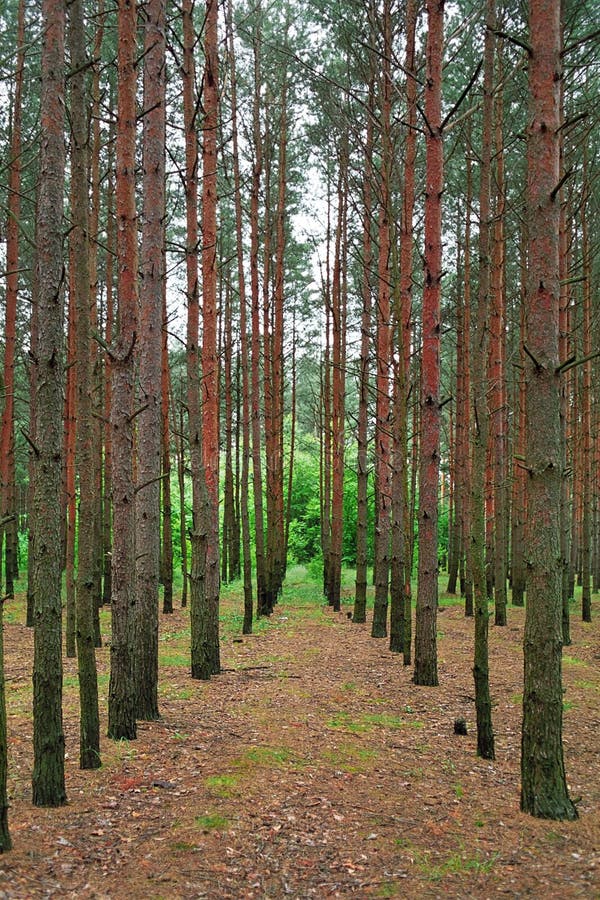 Wood rows stock photo. Image of stems, vertical, forest - 6539974