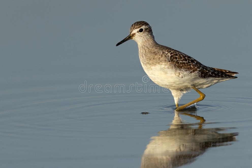 Wood Sandpiper and Dramatic Reflection at Asker Marsh Stock Image ...