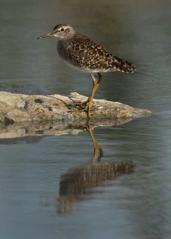 Wood Sandpiper and Dramatic Reflection at Asker Marsh Stock Photo ...