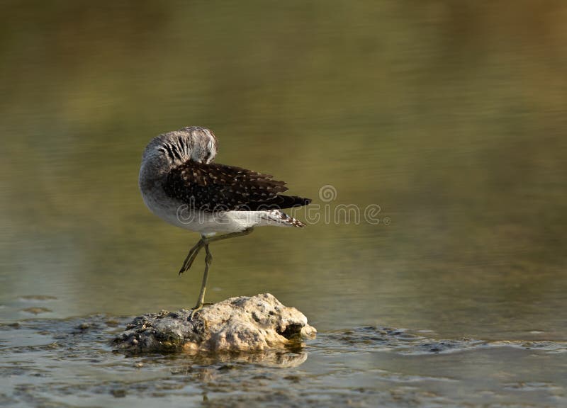 Wood Sandpiper Preening at Asker Marsh, Bahrain Stock Photo - Image of ...