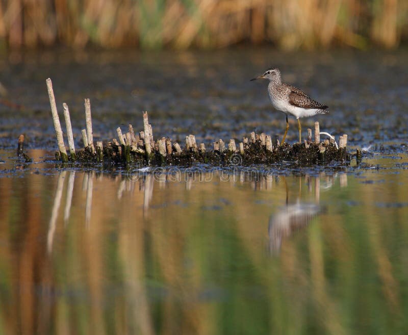 Wood Sandpiper Tringa Glareola Stock Image - Image of flight, glareola ...