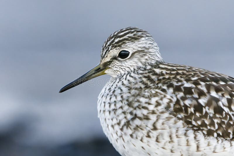 Wood Sandpiper (Tringa Glareola) Closeup. Stock Image - Image of white ...