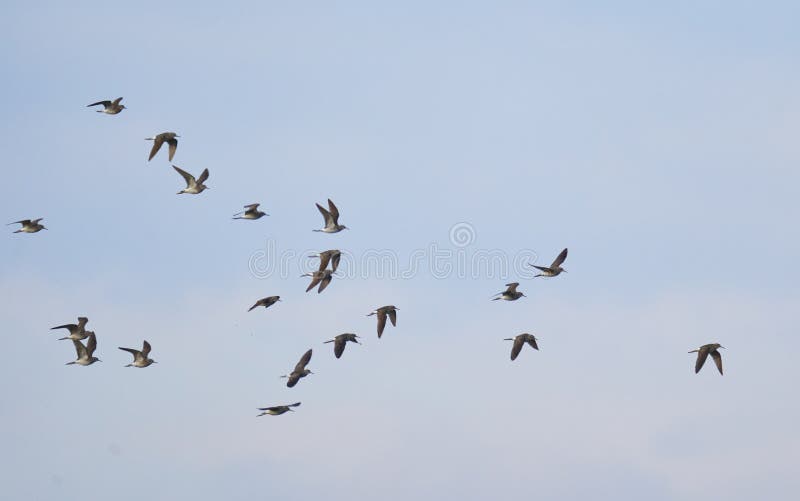 Wood sandpipers in flight stock image. Image of tringa - 276881227