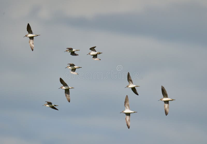Wood sandpipers in flight stock photo. Image of tringa - 278282870