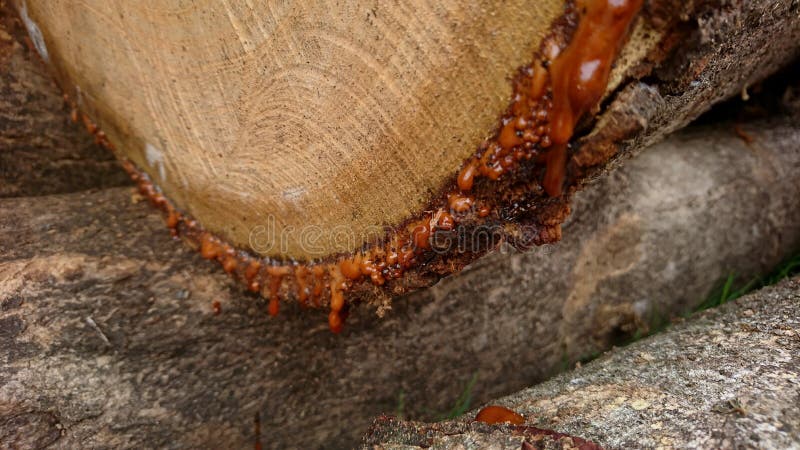 Wood Sap Dripping from the Bark Stock Image - Image of environment ...