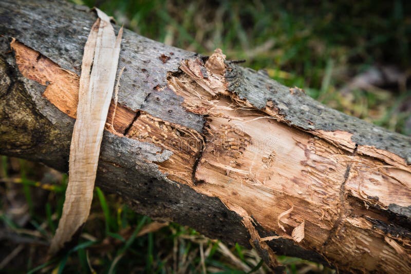 Wood with scraped bark stock photo. Image of scrape, wood - 67276274