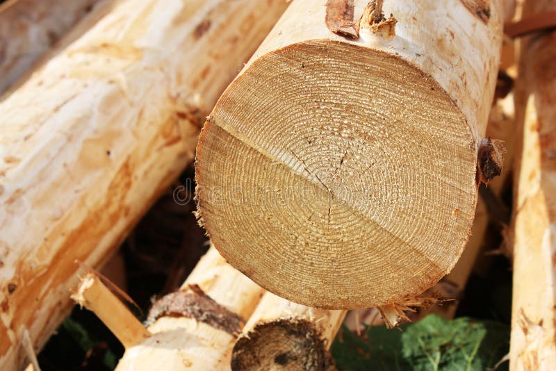 Wood section stock photo. Image of annual, closeup, rough - 20424676
