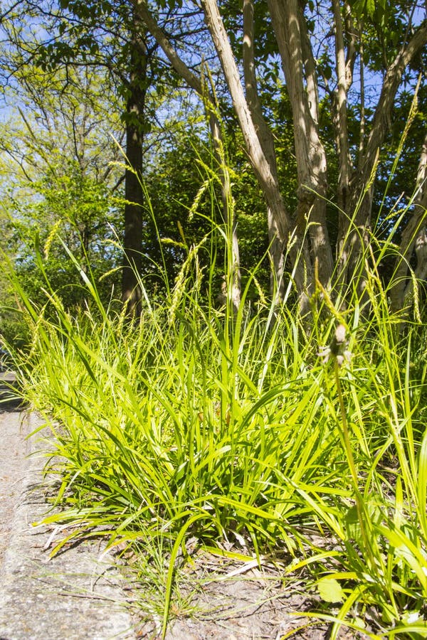 Wood-sedge, Carex Sylvatica Stock Image - Image of flowering, forest ...