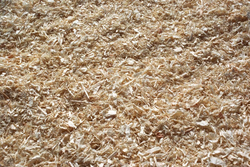 Wood shavings stock photo. Image of enclosure, parrot - 77336788
