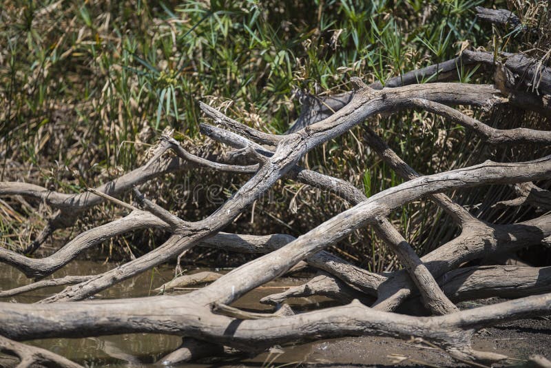 Wood Showing Nature`s Patterns of Flow Stock Photo - Image of flow ...