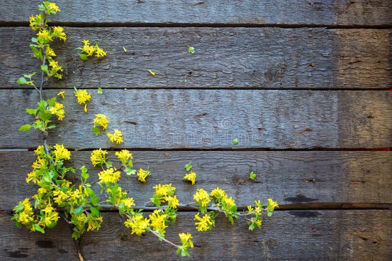 Wood Sign with a Yellow Flowers Background Stock Image - Image of ...