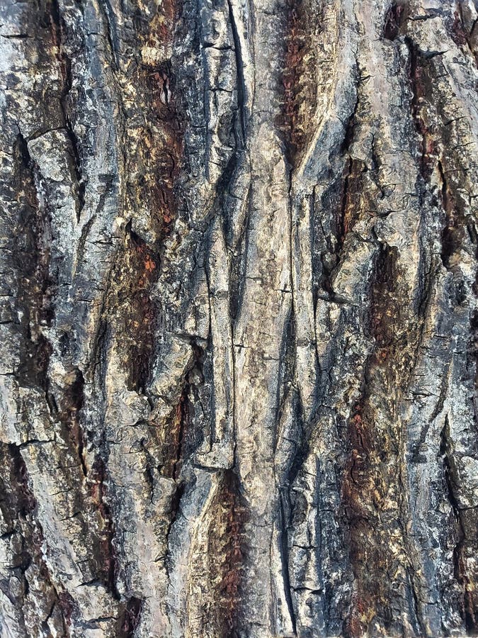 Wood Skin Abstract Pattern, Craked Pattern Stock Photo - Image of dark ...